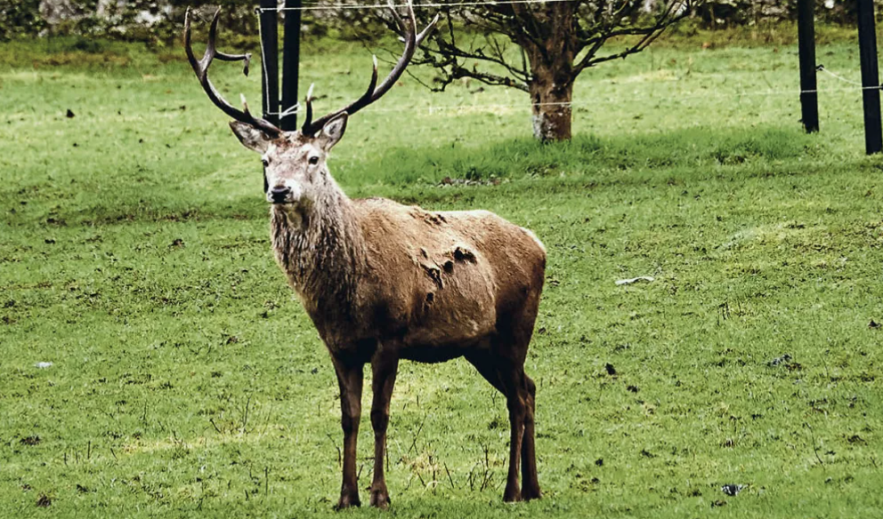 Deer cull figures revealed - The Clare Champion